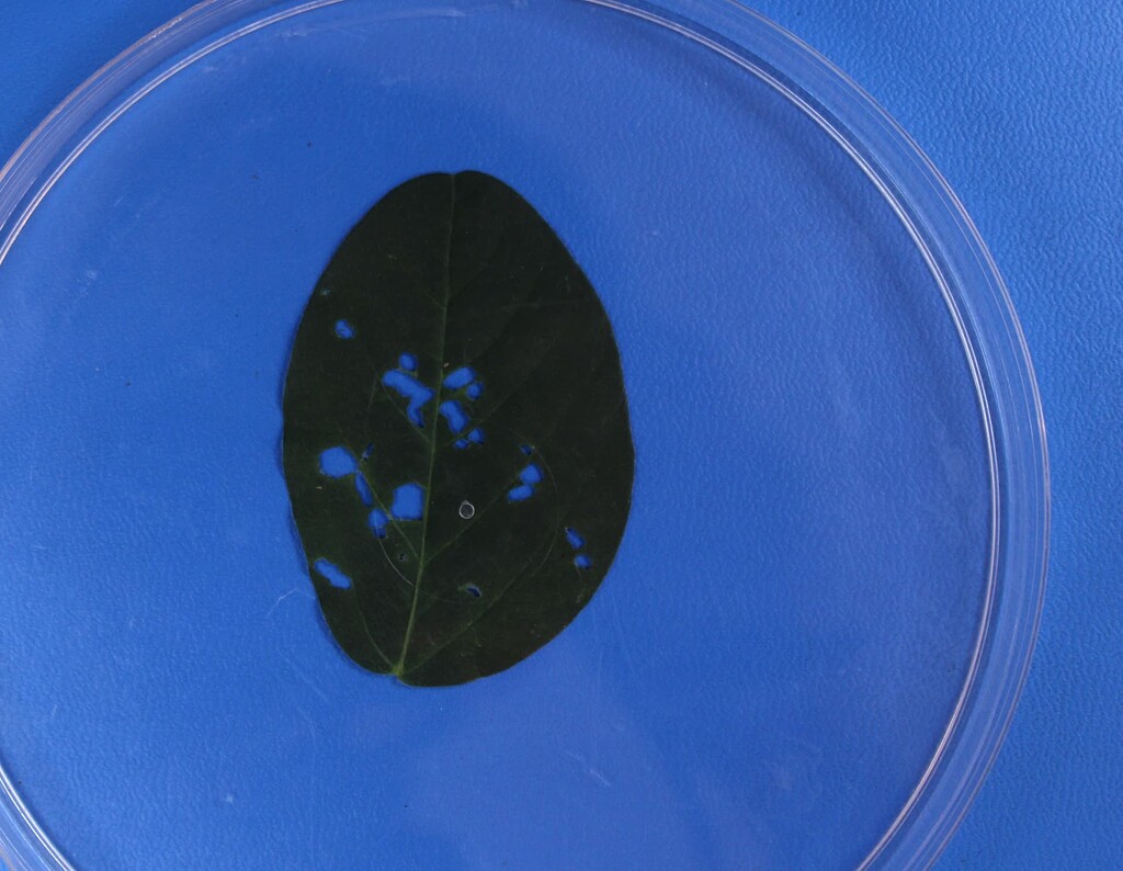 Image segment to PNG with transparent background - KNIME Analytics ...